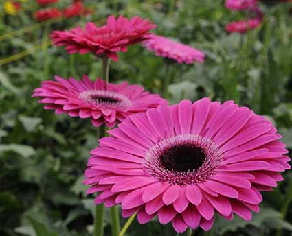Estado de México: Único productor de gerbera, de todo el país ...